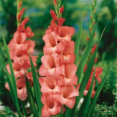 gladiolus halley