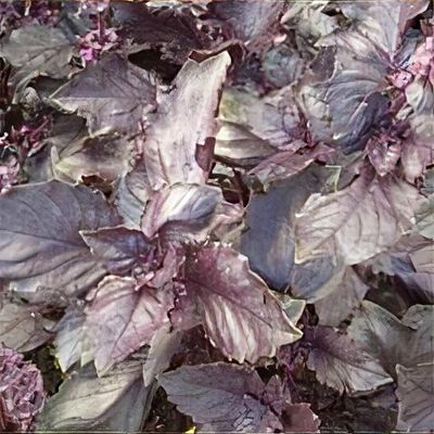 ocimum basilicum var minimum