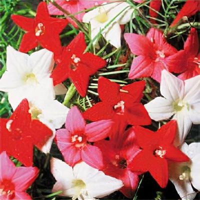 ipomoea nil chocolate