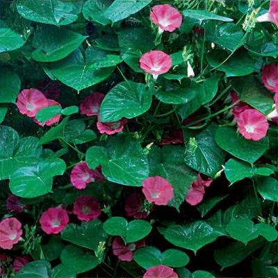 ipomoea nil chocolate