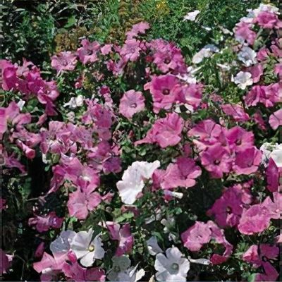 lavatera trimestris native range