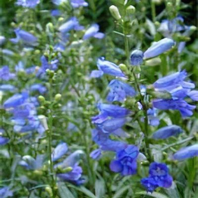 Penstemon heterophyllus 'Electric Blue'