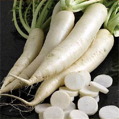 raphanus sativus rhs