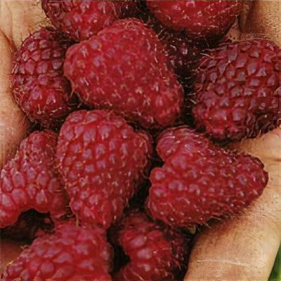 sugana raspberry canes