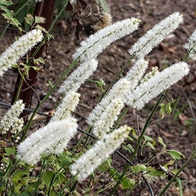 actaea simplex prichard's giant
