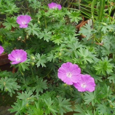 catherine deneuve geranium