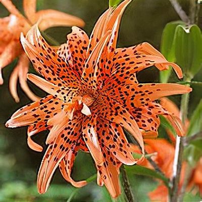 lilium locule