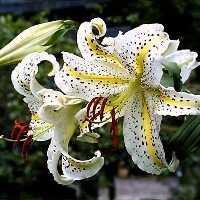 Lilium auratum Shoot