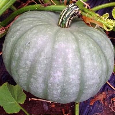 cucurbita maxima l