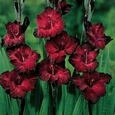gladiolus halley