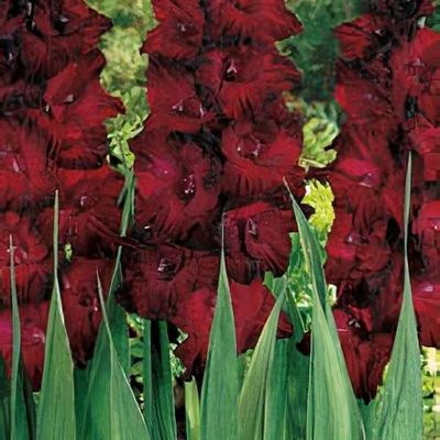 dark red gladiolus