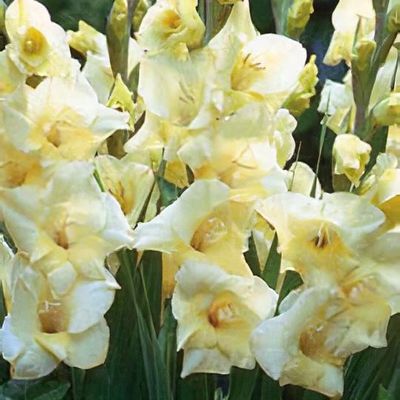 gladiolus halley