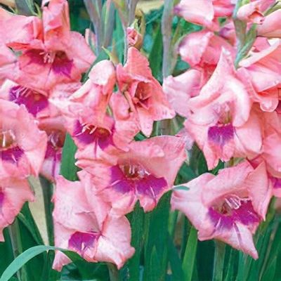 gladiolus halley