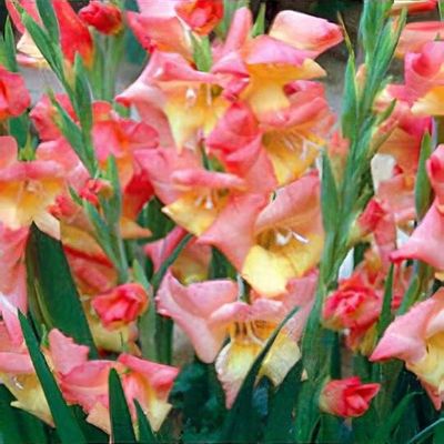gladiolus halley
