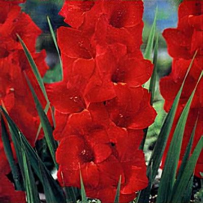gladiolus cindy