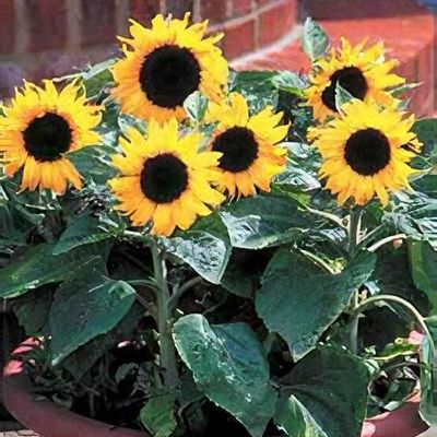 sunflower black magic