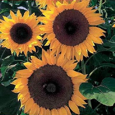 sunflower black magic