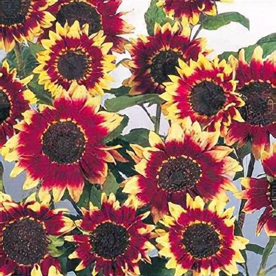 sunflower black magic