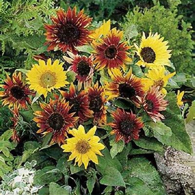 sunflower black magic