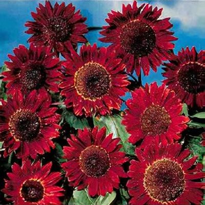 ruby eclipse sunflower annual or perennial