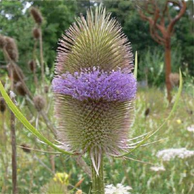 Dipsacus fullonum