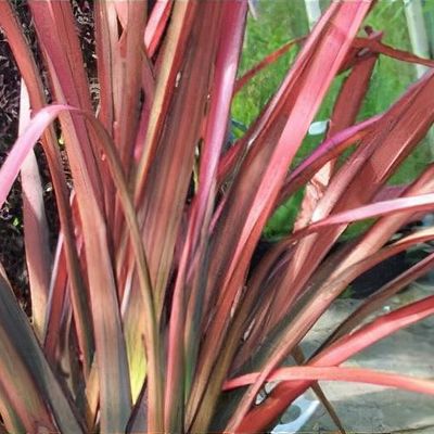 phormium tom thumb