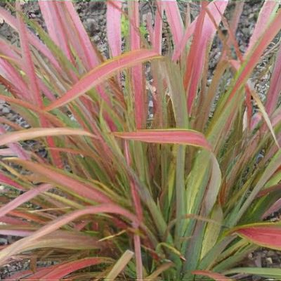 phormium tom thumb size