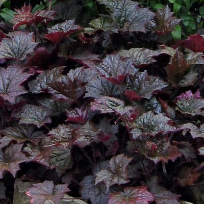 heuchera red spangles