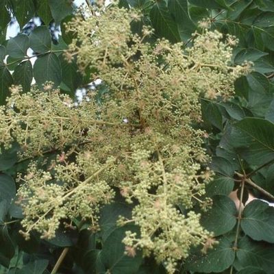 aralia chinensis