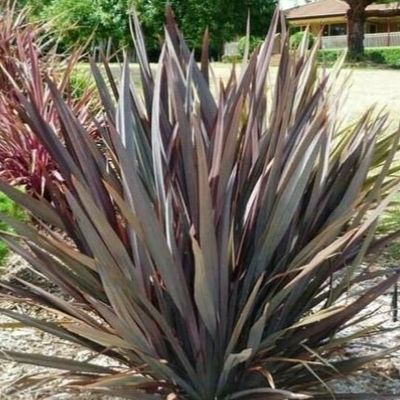 phormium tom thumb size