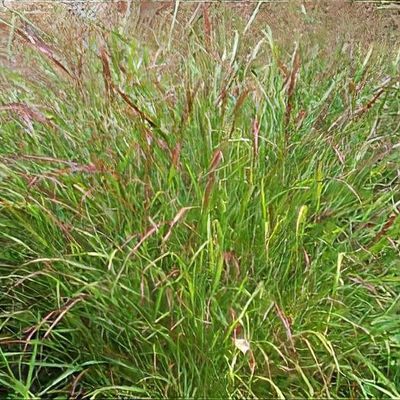 panicum rubrum