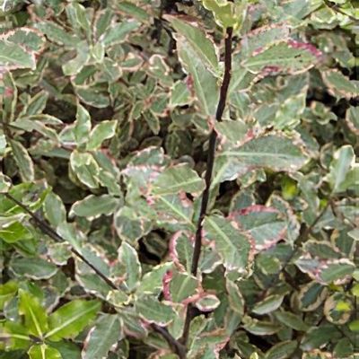 pittosporum variegated tarata