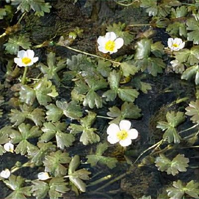 Ranunculus aquatilis