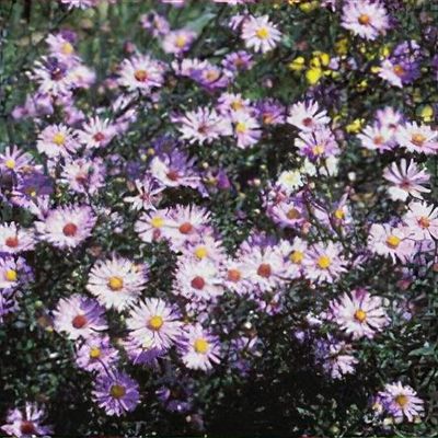 aster ochtendgloren