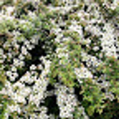 cotoneaster horizontalis flowers