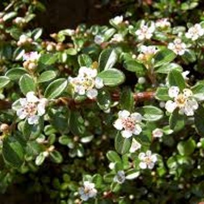 cotoneaster horizontalis flowers