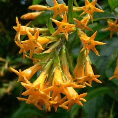 cestrum parqui pruning