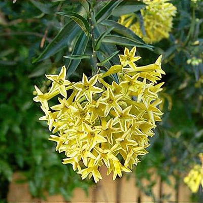 cestrum elegans pruning