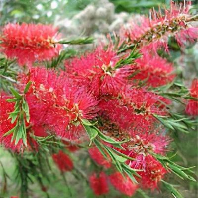 callistemon citrinus splendens pruning