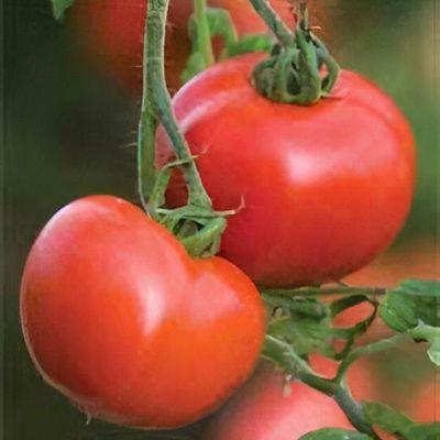 incas tomato