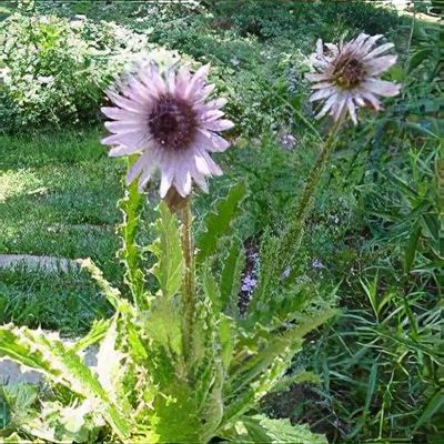 Berkheya purpurea 'Silver Spike'