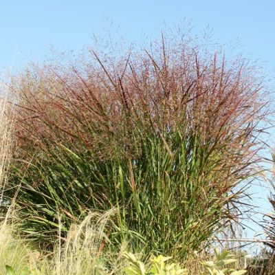panicum virgatum squaw
