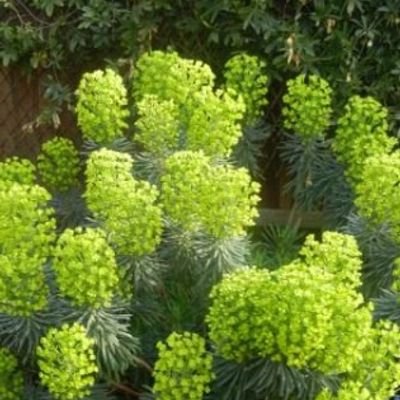 euphorbia wulfenii nz