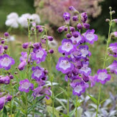 penstemon tzar