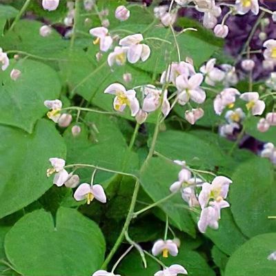 epimedium pubigerum