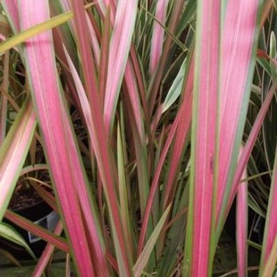 phormium tom thumb size