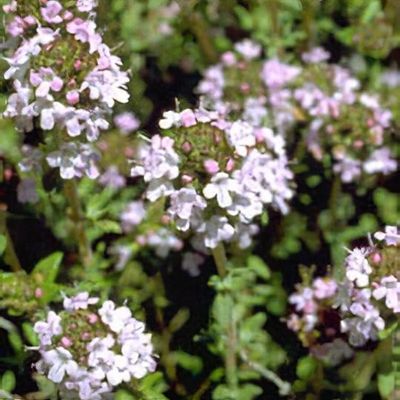 camphor thyme