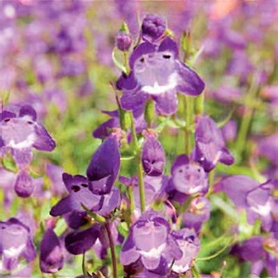 penstemon plum