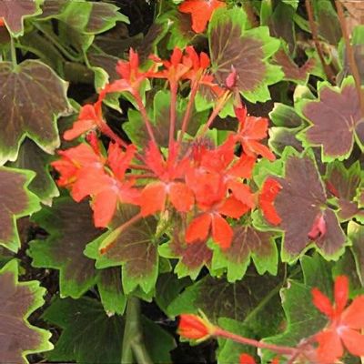 sybil geraniums