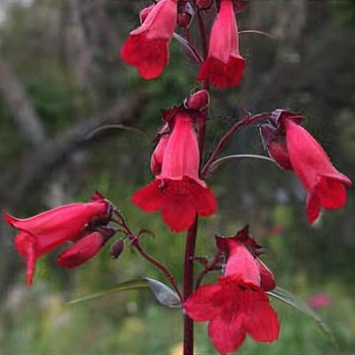 penstemon etna